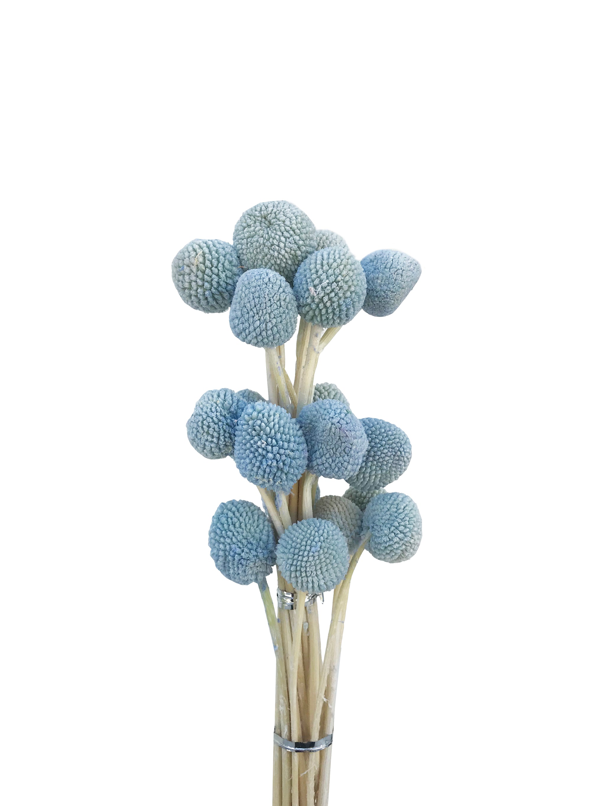 Dried Billy Button Blue – Wild Blooms