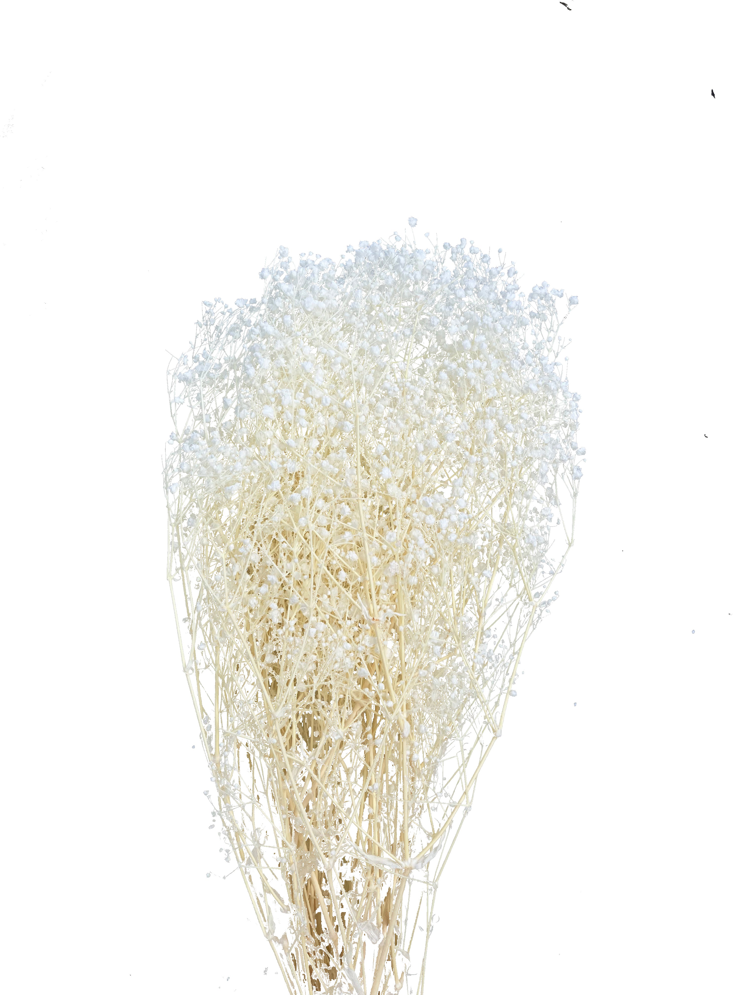 Dried Babies Breath-Bleached White – Wild Blooms