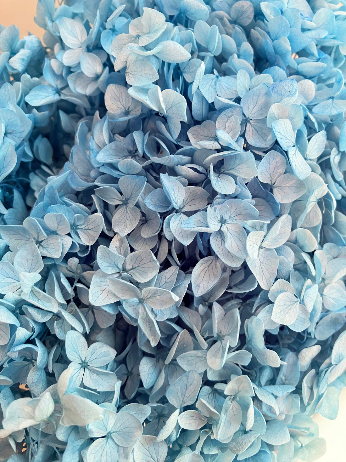 Dried hydrangea Sky Blue – Wild Blooms