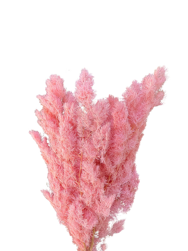 Dried Ming Fern Pink – Wild Blooms