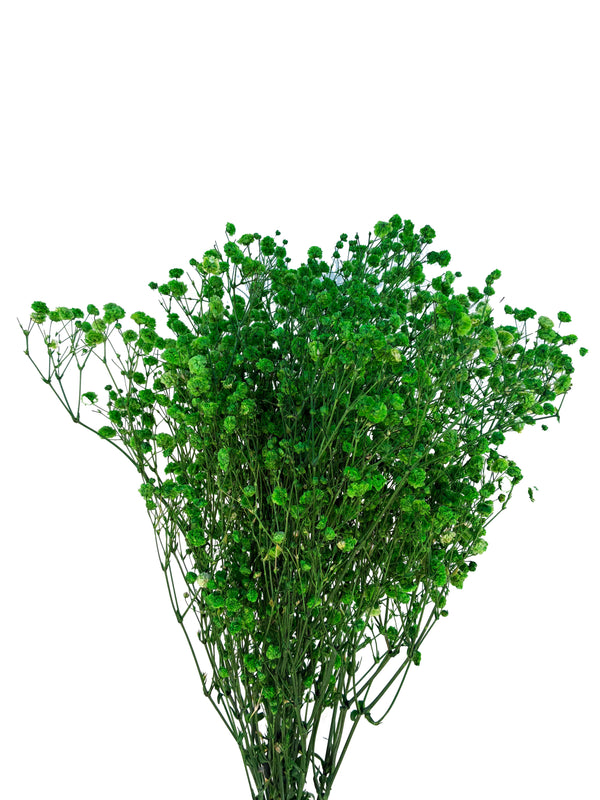 Dried Baby's Breath Green – Wild Blooms