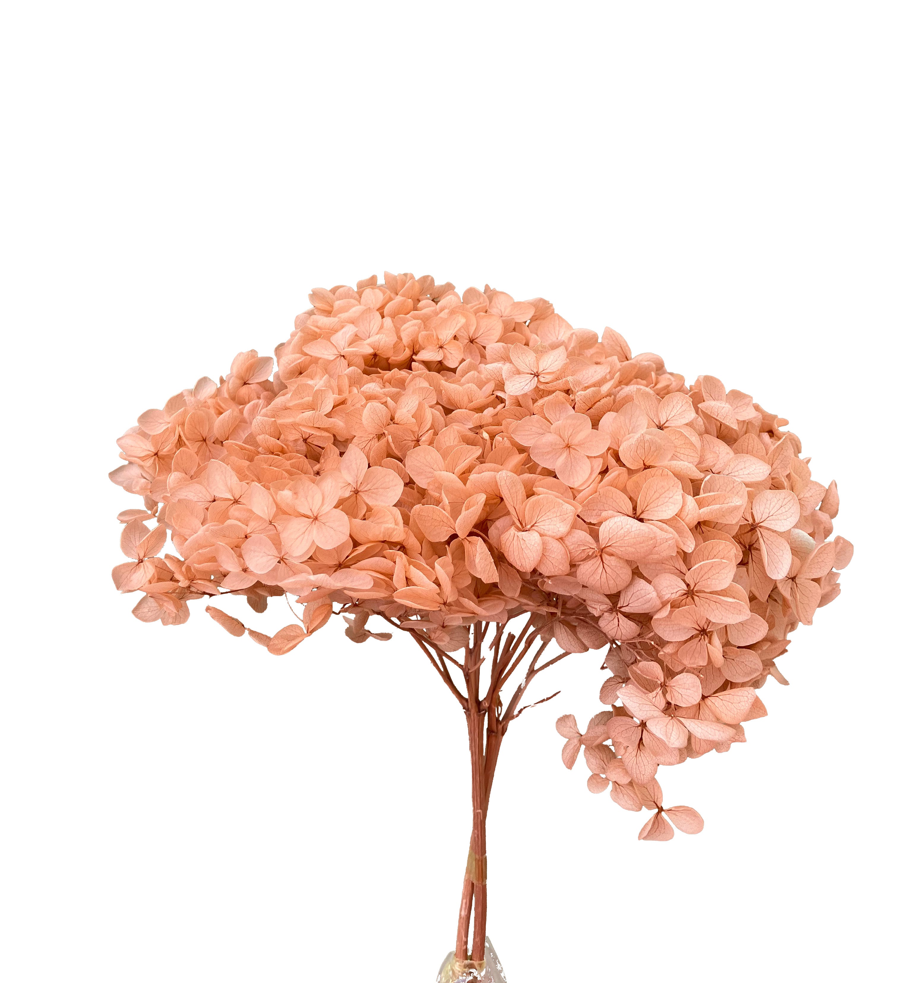 Dried Hydrangea Light Copper – Wild Blooms