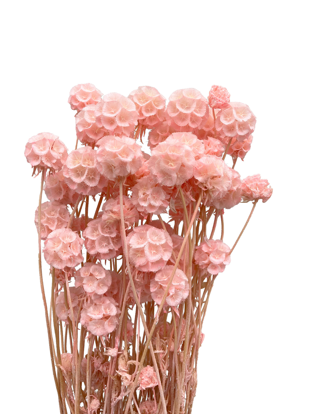 Dried Scabiosa Pale Pink – Wild Blooms