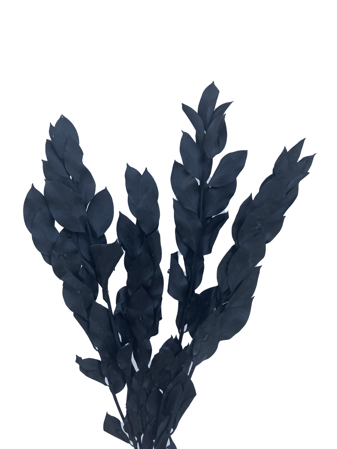 Dried Ruscus Black israeli – Wild Blooms