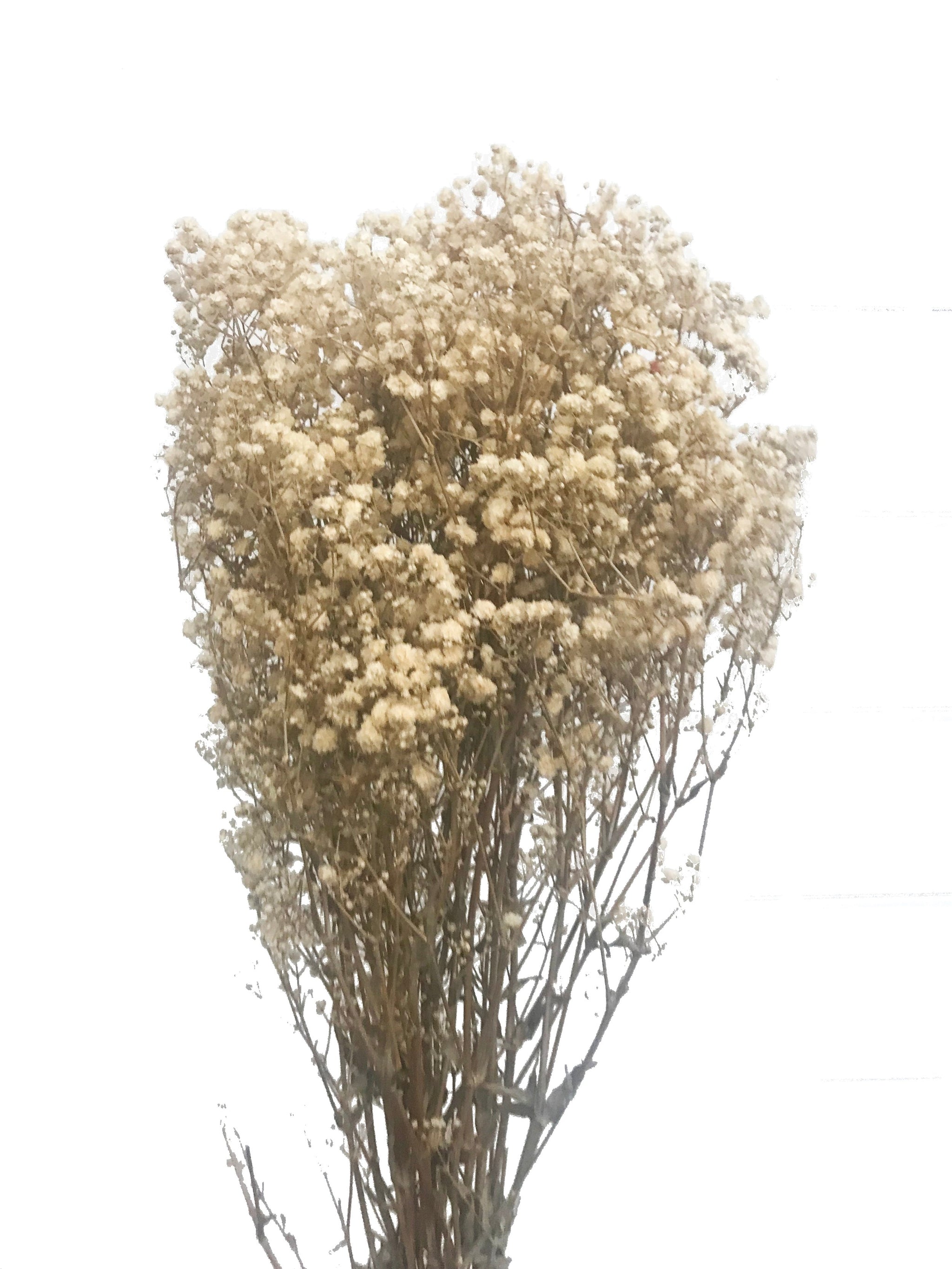 Dried Babies Breath-Natural – Wild Blooms