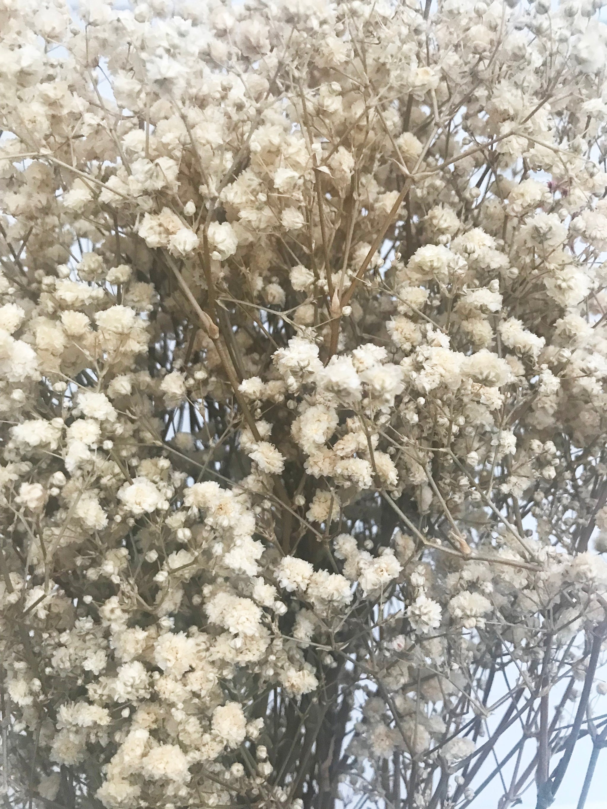 Dried Babies Breath-Natural – Wild Blooms