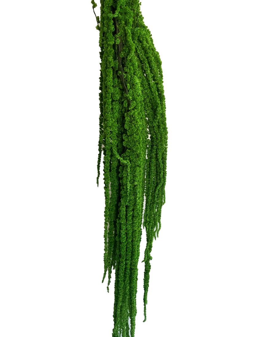 Dried Amaranthus Green – Wild Blooms