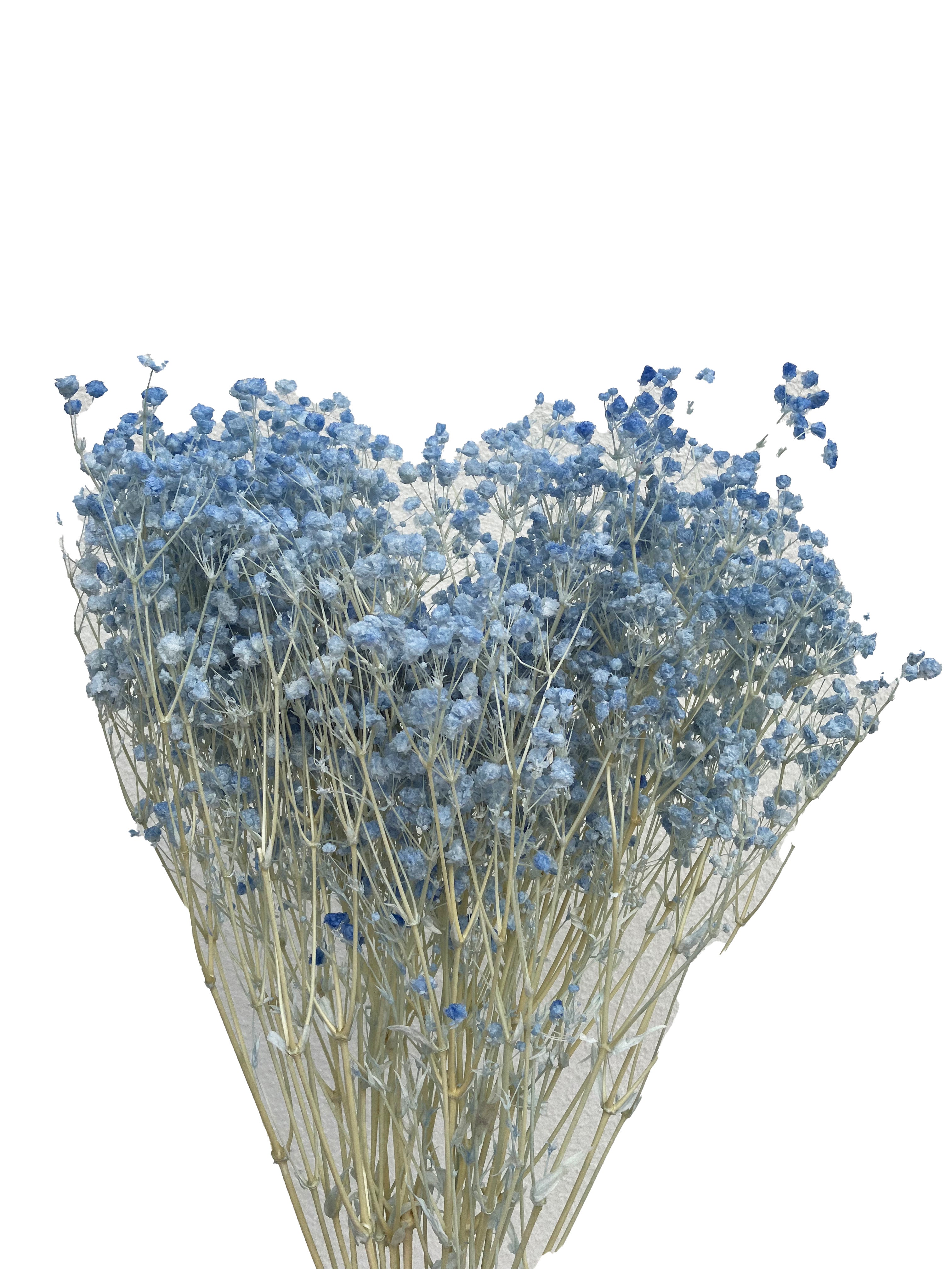 Dried Baby Breath Bleached Blue – Wild Blooms