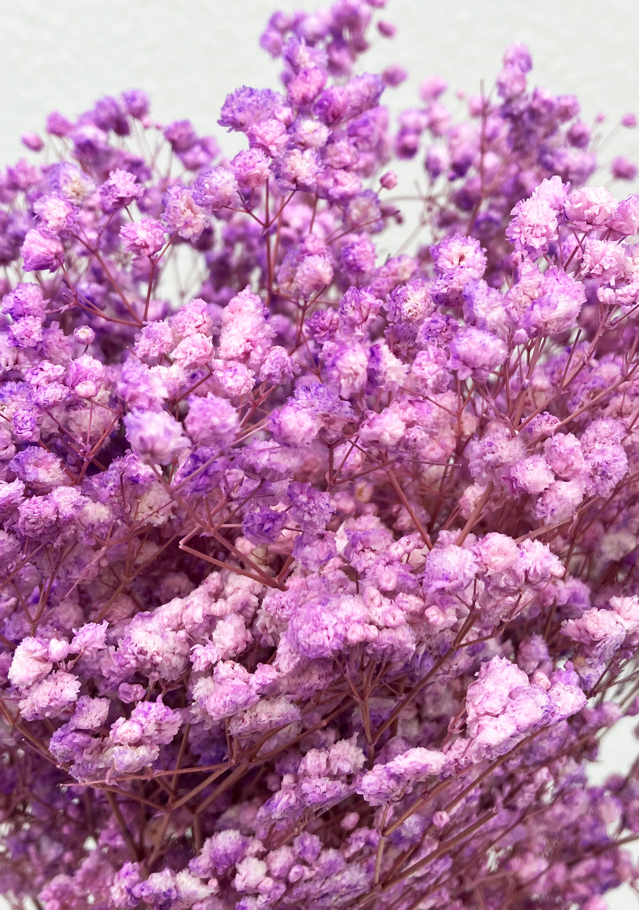 Dried Baby's Breath Purple – Wild Blooms