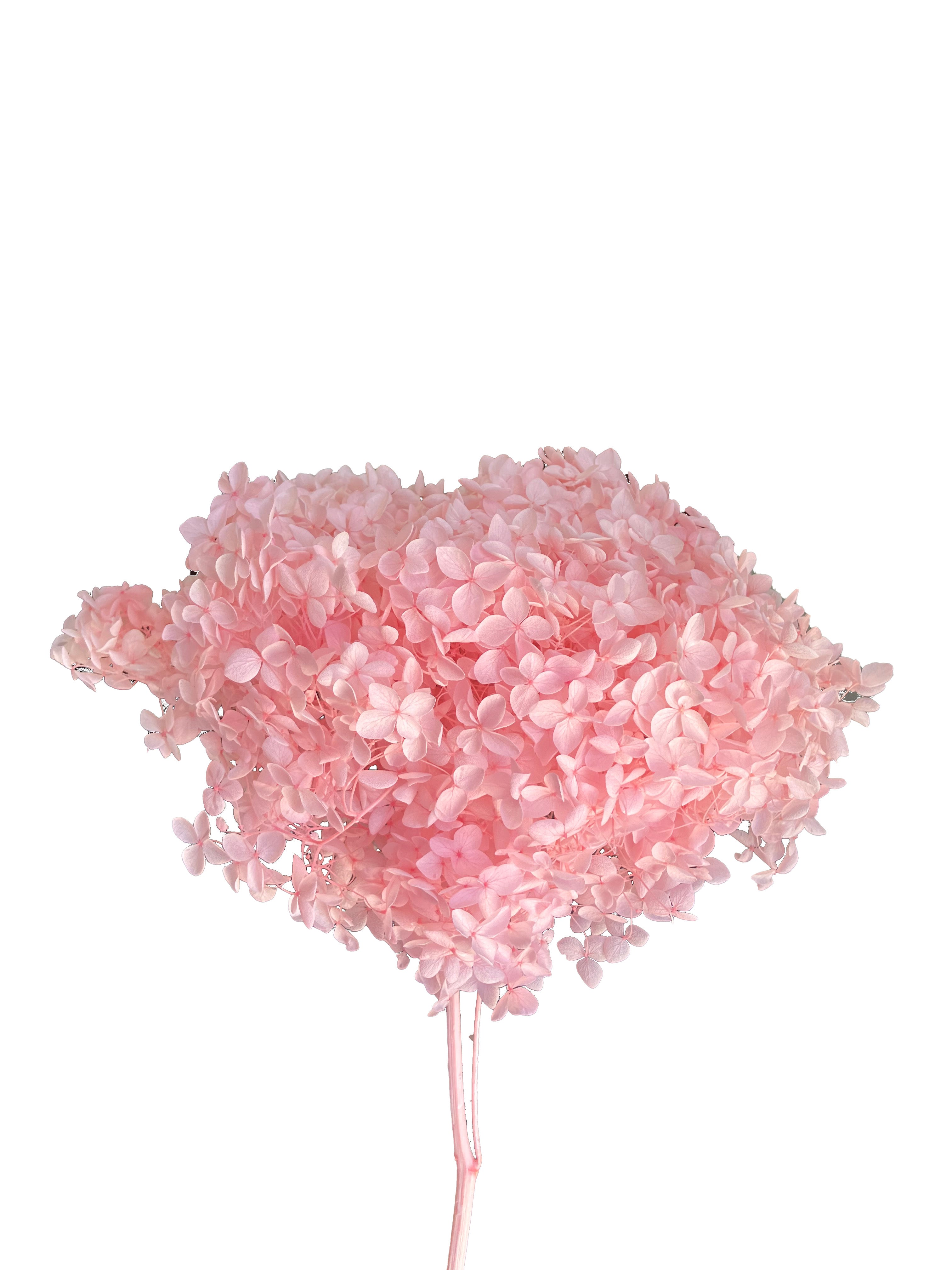 Dried Hydrangea Pink – Wild Blooms