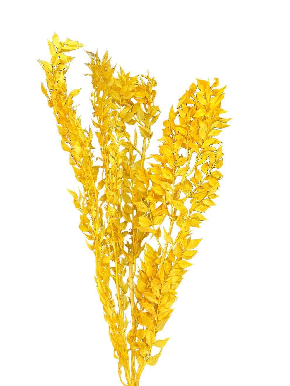Dried Ruscus Bright Yellow Italian – Wild Blooms