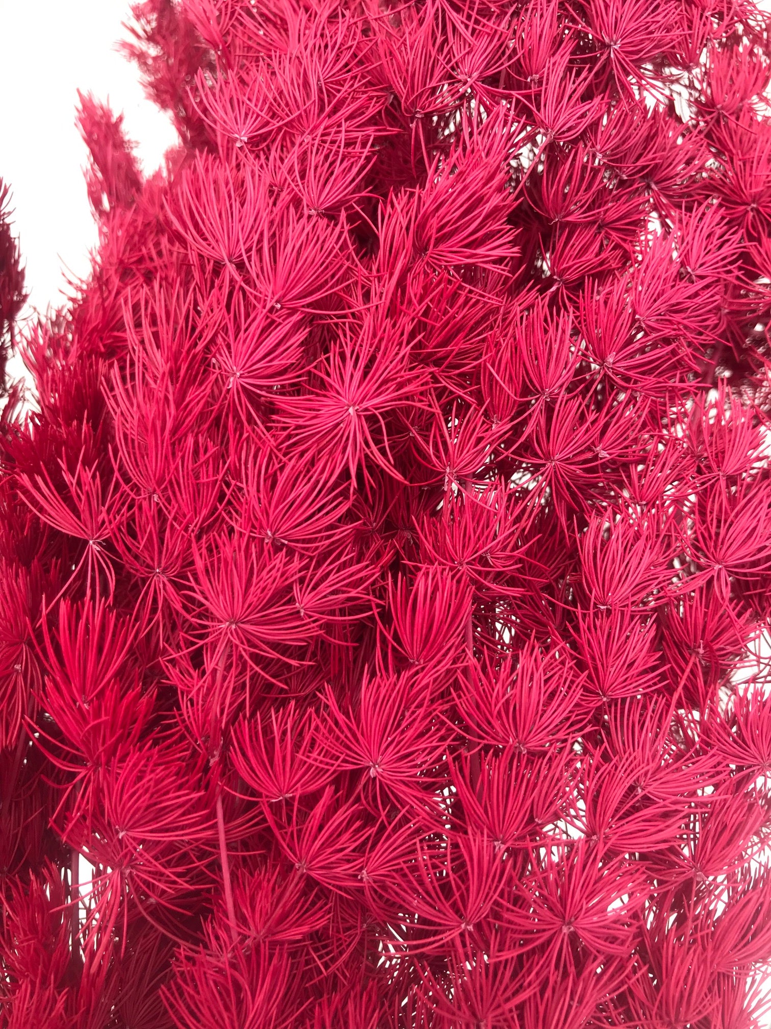 Ming-Red – Wild Blooms