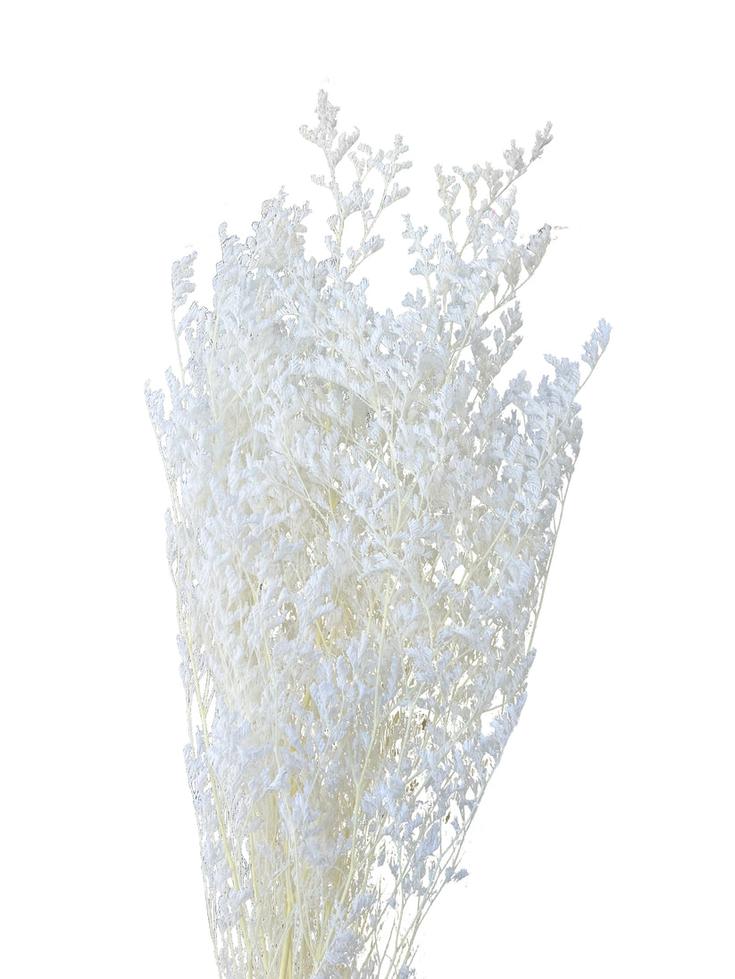 Dried Limonium White – Wild Blooms
