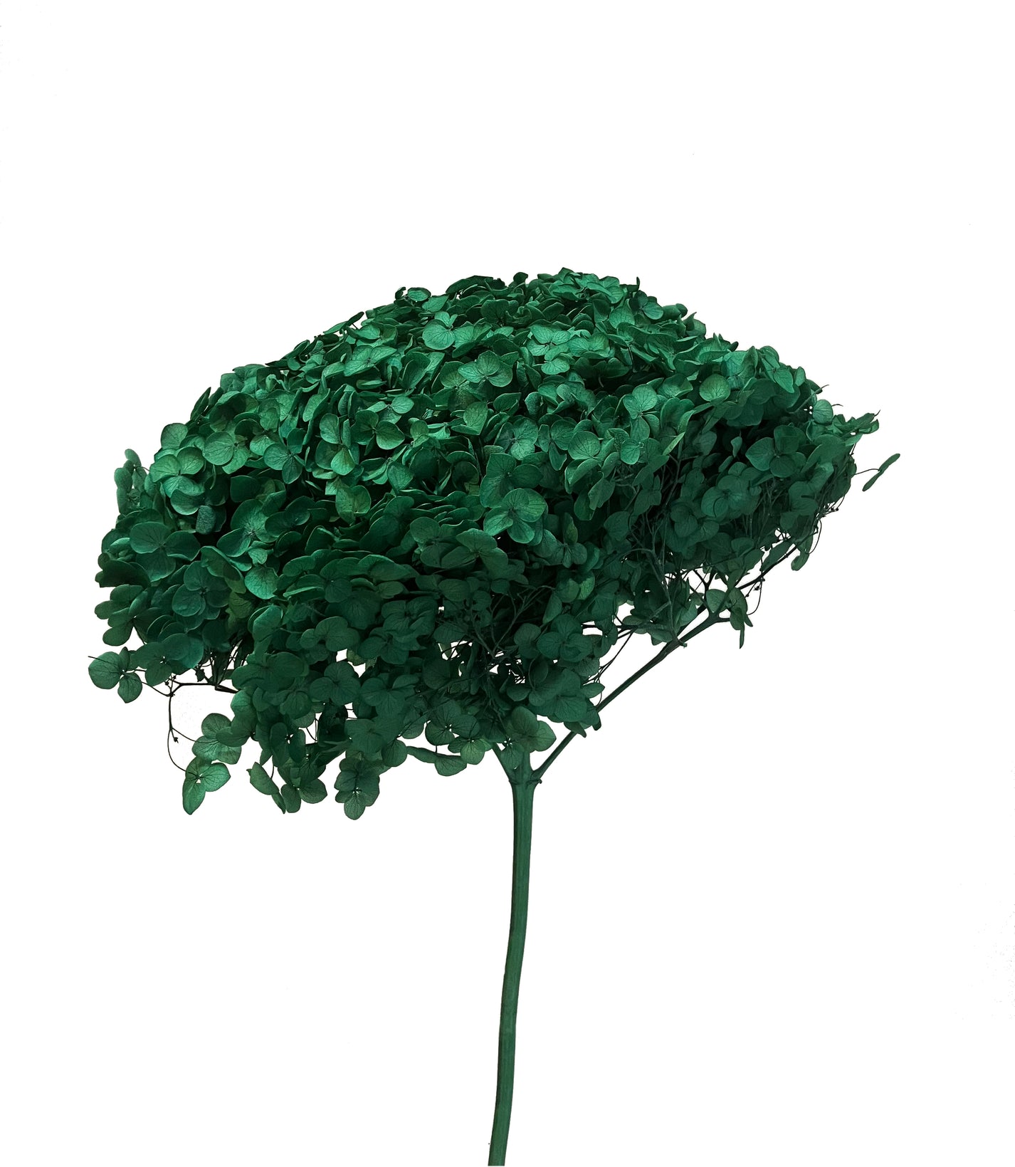 Dried Hydrangea Emerald Green – Wild Blooms