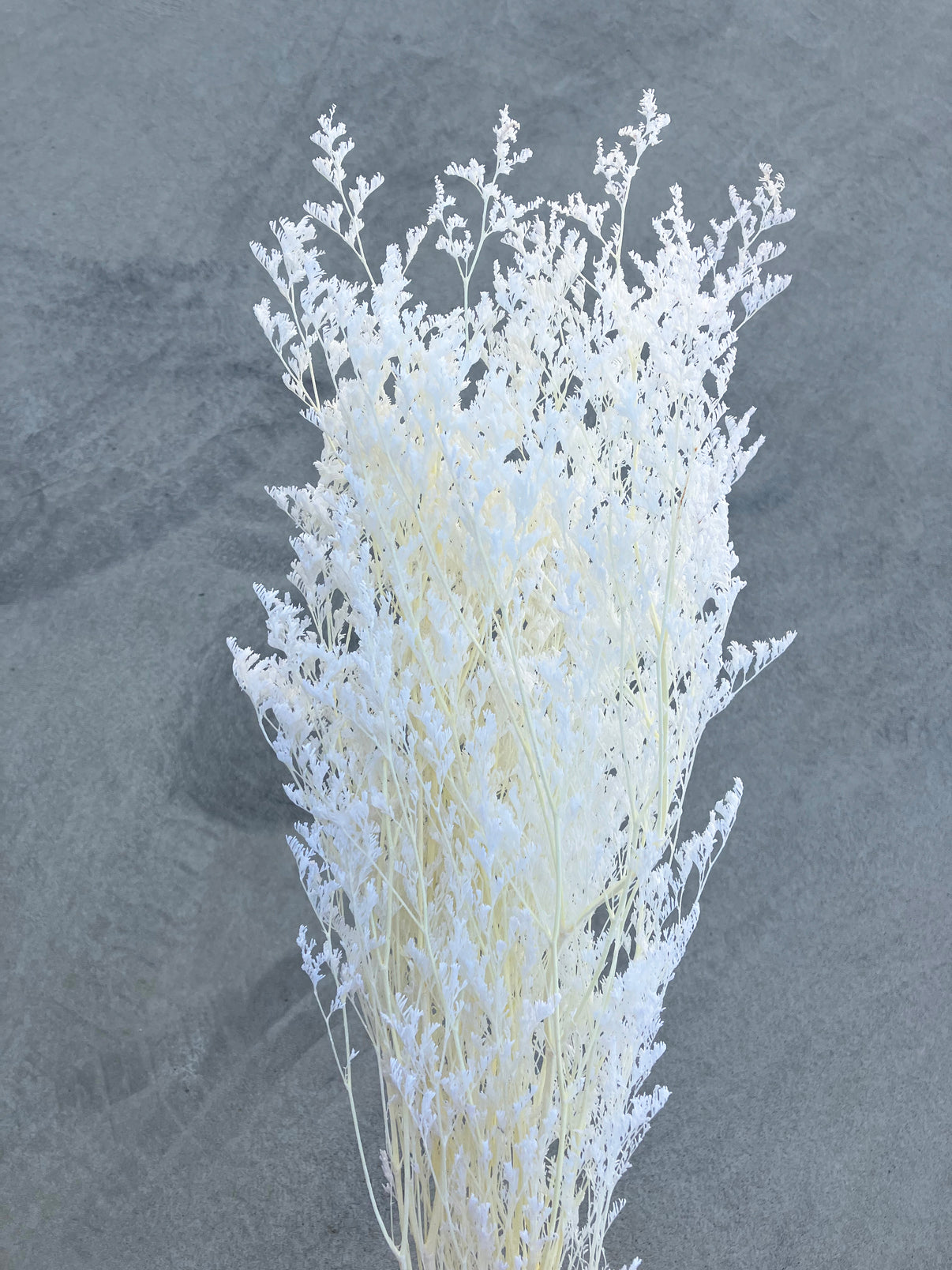 Dried Limonium White – Wild Blooms