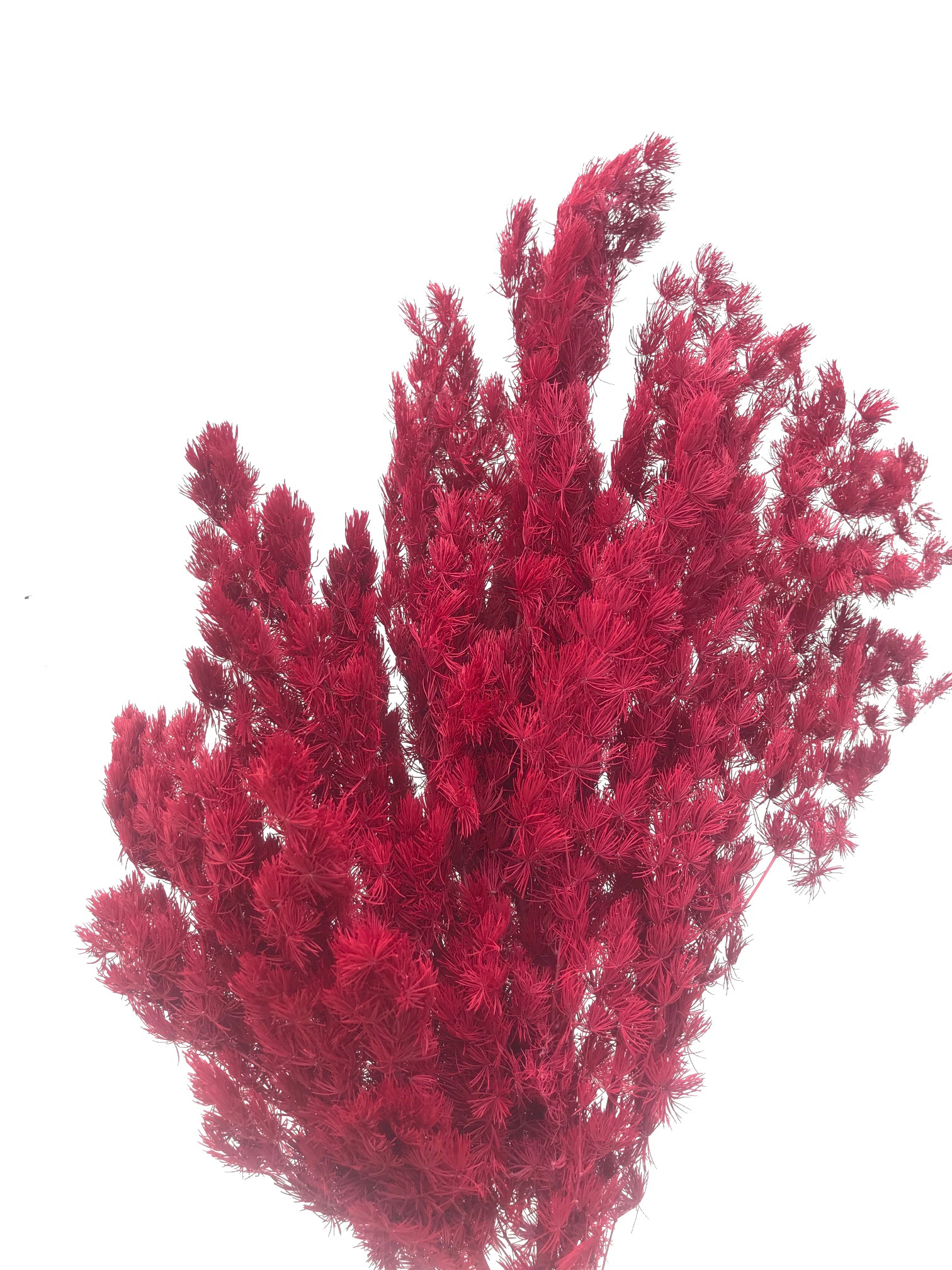 Ming-Red – Wild Blooms