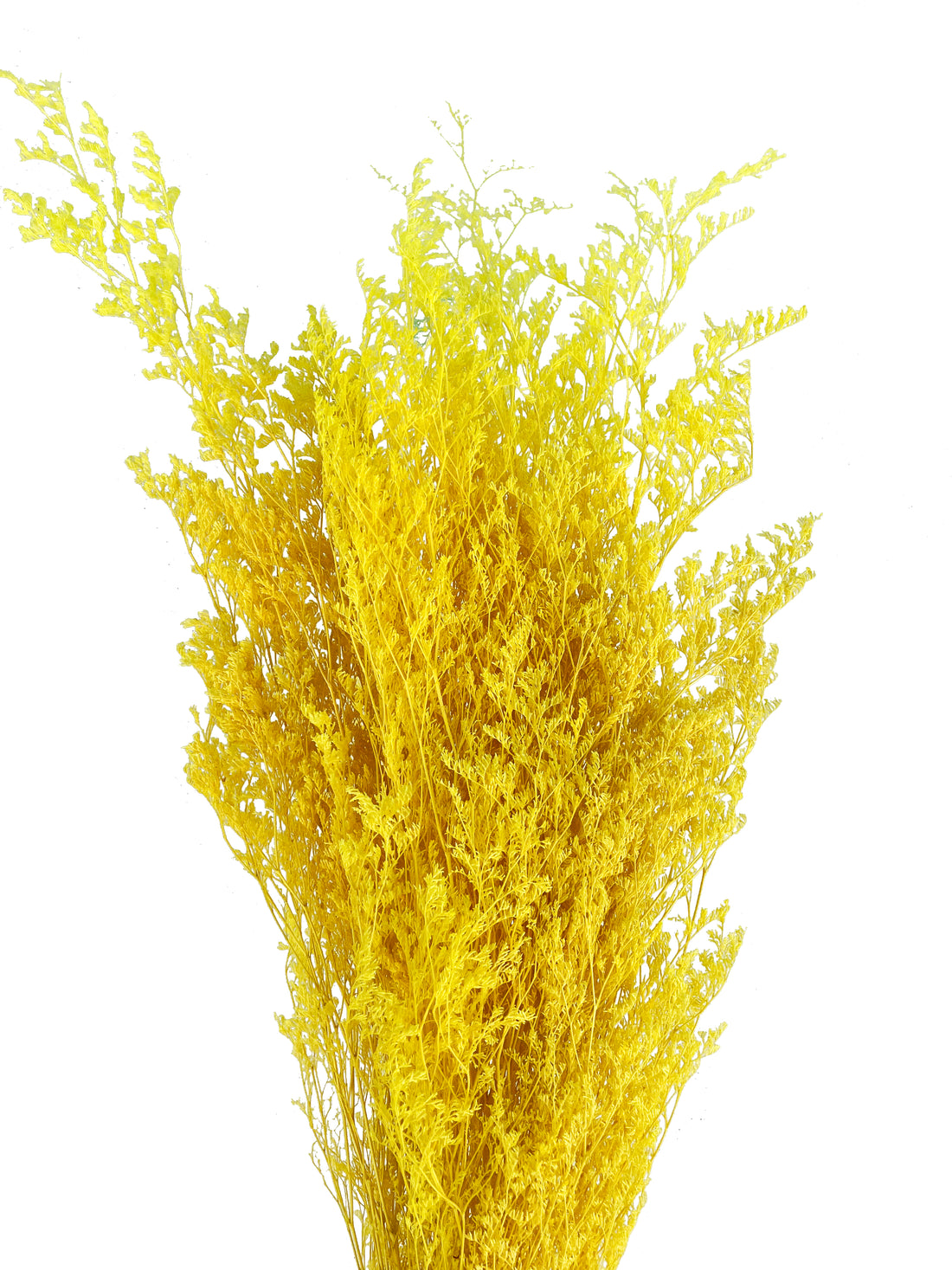 Dried Limonium Yellow – Wild Blooms