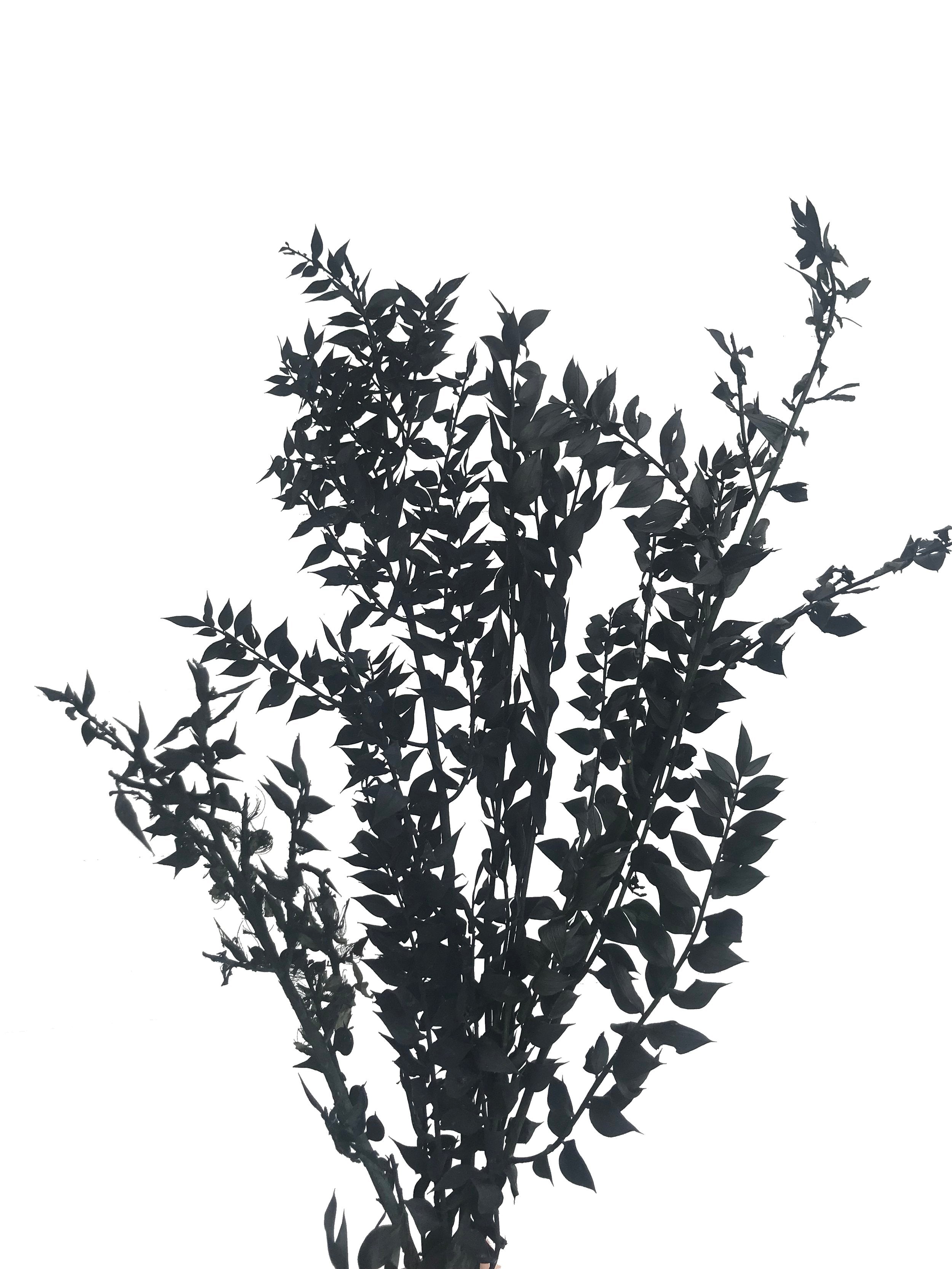 Dried Ruscus Black Italian – Wild Blooms