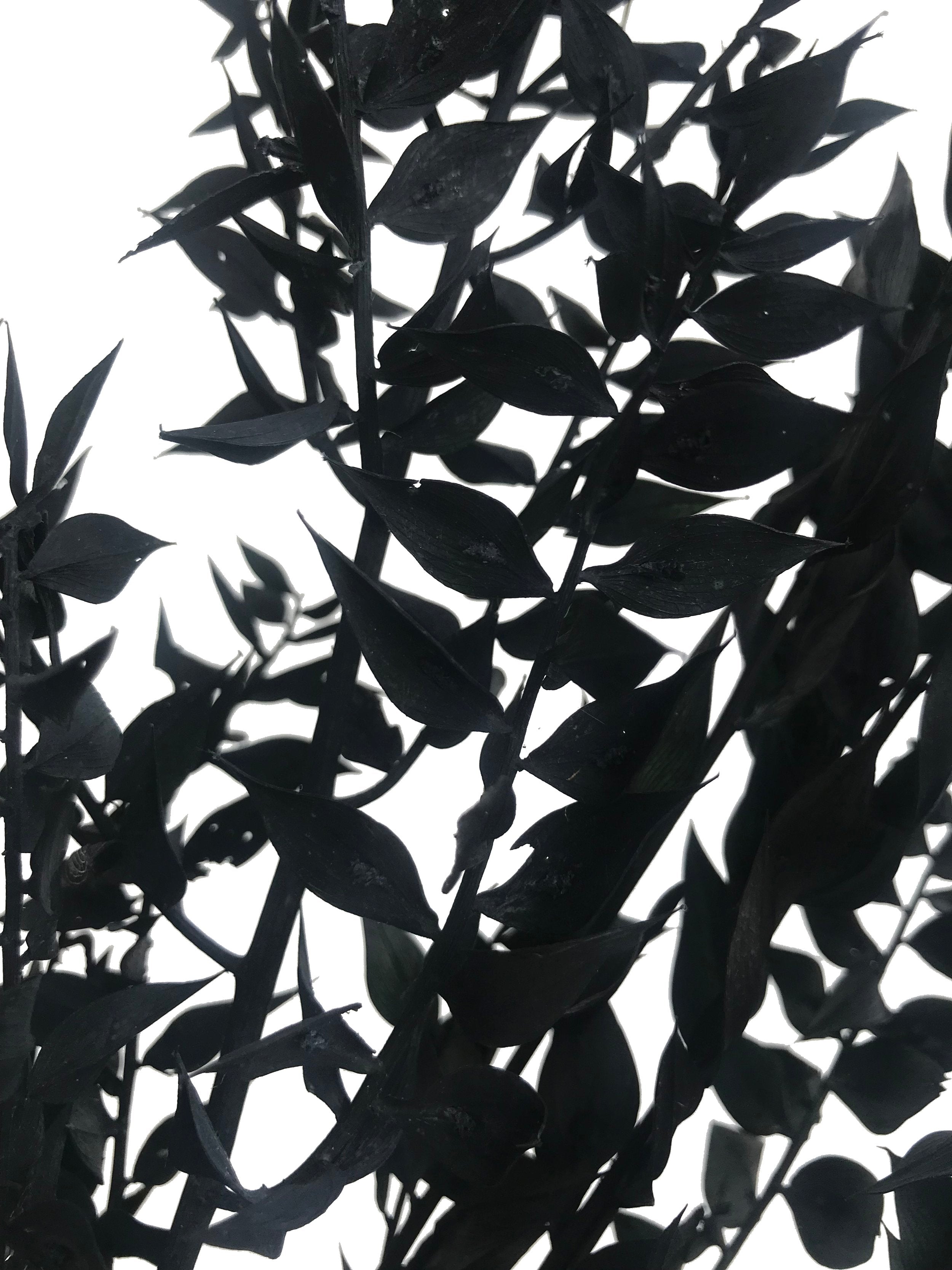 Dried Ruscus Black Italian – Wild Blooms
